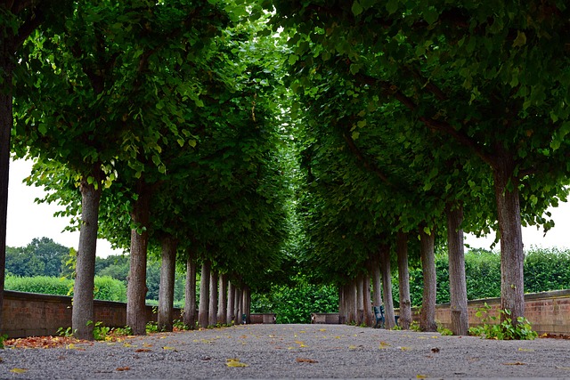 Avenue Trees Park Manor - Free photo on Pixabay