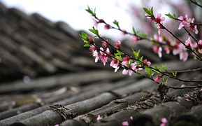Lesotho Round Hut Peach Blossom - Free photo on Pixabay