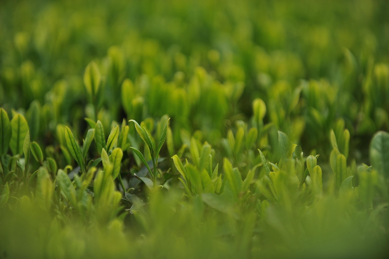 Page 3 - Tea Images: 10,000+ Free Photos, Pics, and Backgrounds for ...