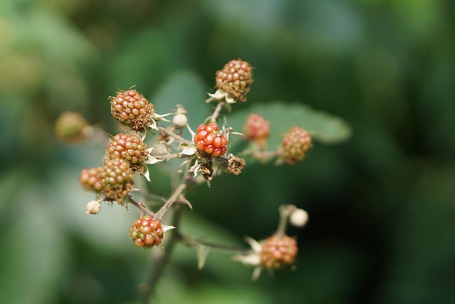 Wild Berries Red Dark - Free photo on Pixabay