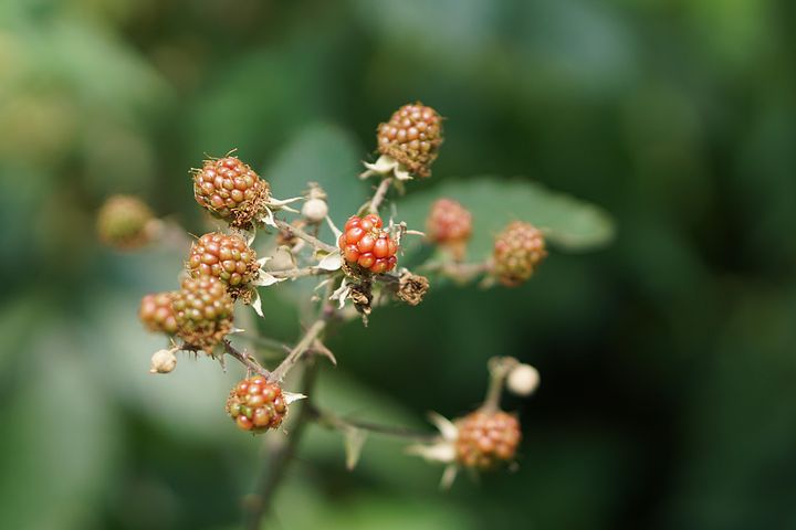 100+ kostenlose Waldfrüchte und Waldfrucht-Bilder - Pixabay