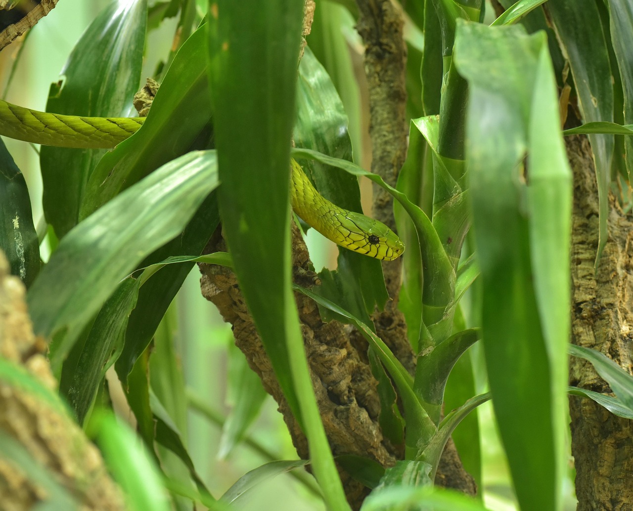Gr n Mamba Dendroaspis Viridis Gratis Foto P Pixabay Gr n Mamba Dendroaspis Viridis Gratis Foto P Pixabay