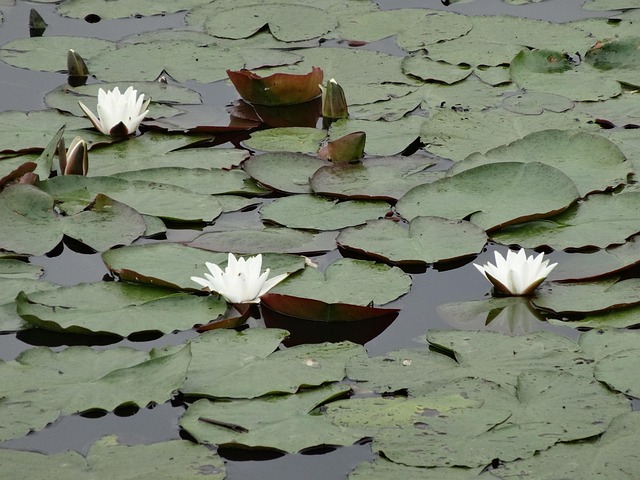 Lirio De Agua Lily Planta - Foto gratis en Pixabay - Pixabay