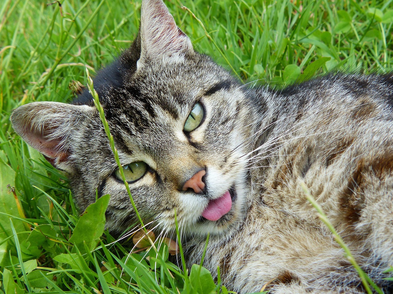 50,000+ Best Free Cat Pictures & Images [HD] - Pixabay
