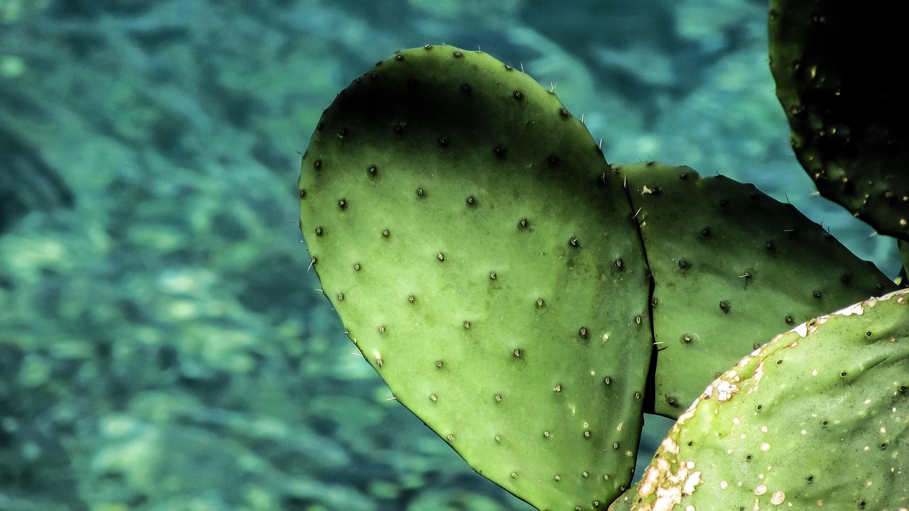 Higo Chumbo Cactus Hoja - Foto gratis en Pixabay - Pixabay