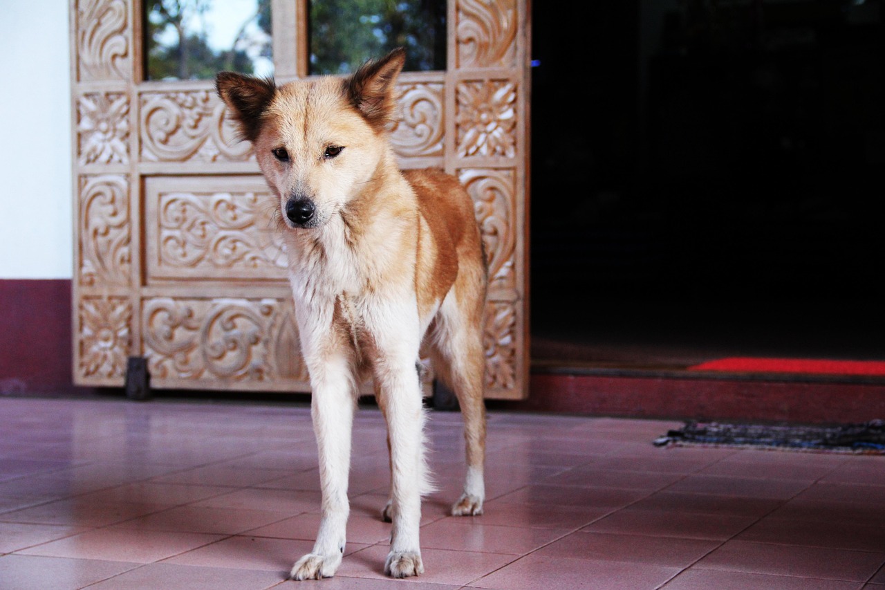 Perro Delgado Curiosidad Estar De - Foto gratis en Pixabay