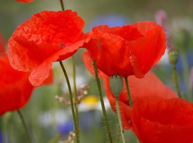 Mohnblumen Rot Roter Mohn - Kostenloses Foto auf Pixabay - Pixabay