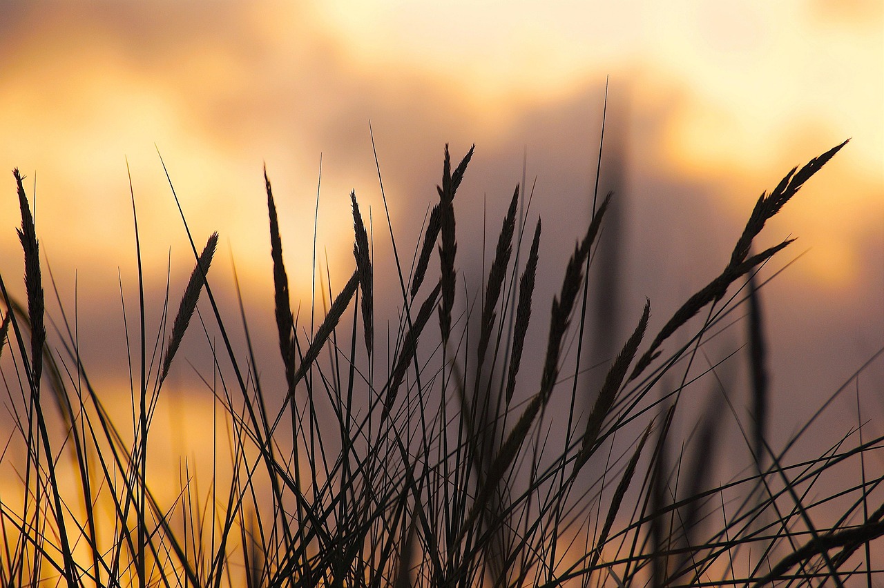 500,000+ Free Warm Light Background & Light Images - Pixabay