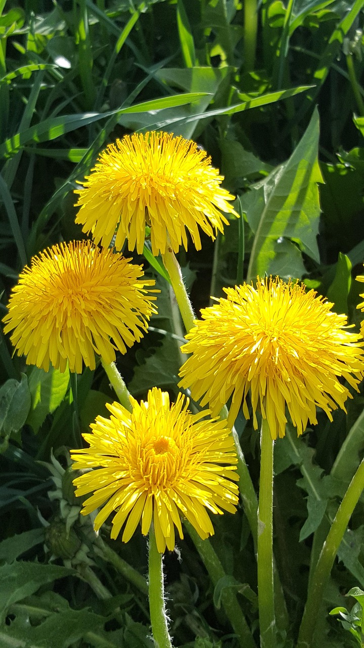 Diente De León Flor Naturaleza - Foto gratis en Pixabay - Pixabay