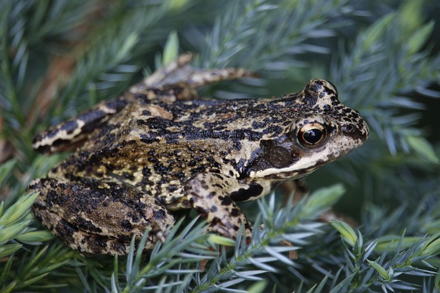 Katak Kodok Amfibi - Foto gratis di Pixabay - Pixabay