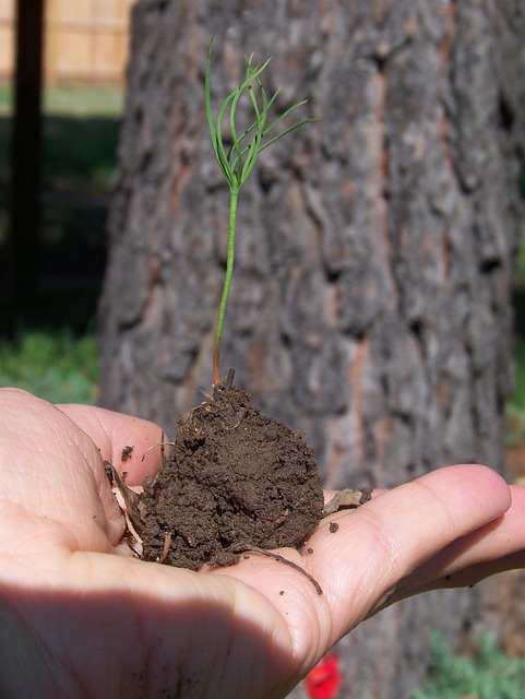 Sprout New Life Tree - Free photo on Pixabay