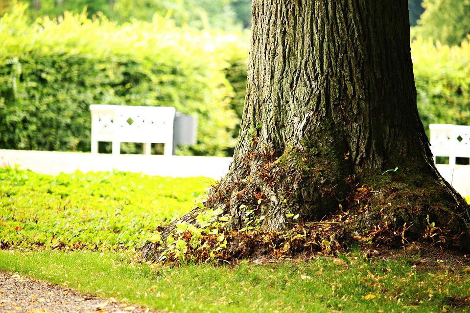 Baum Park Bank - Kostenloses Foto auf Pixabay - Pixabay