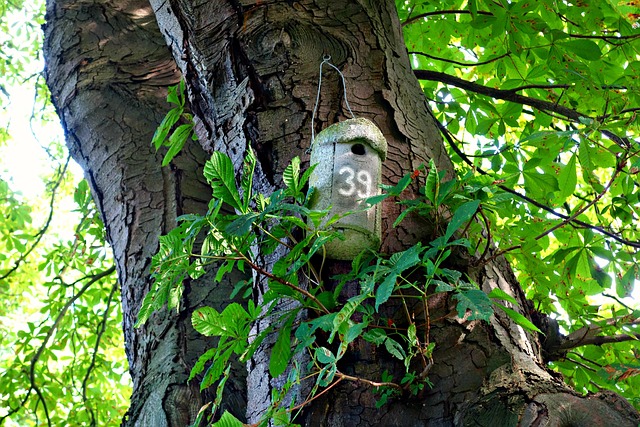 Nestbox Bird Box Birdhouse - Free photo on Pixabay - Pixabay