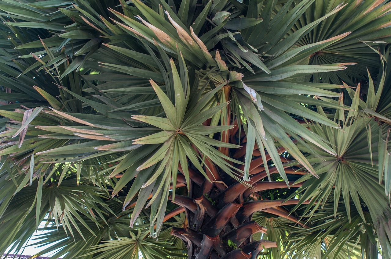 Vegetation Plant Palm - Free photo on Pixabay - Pixabay