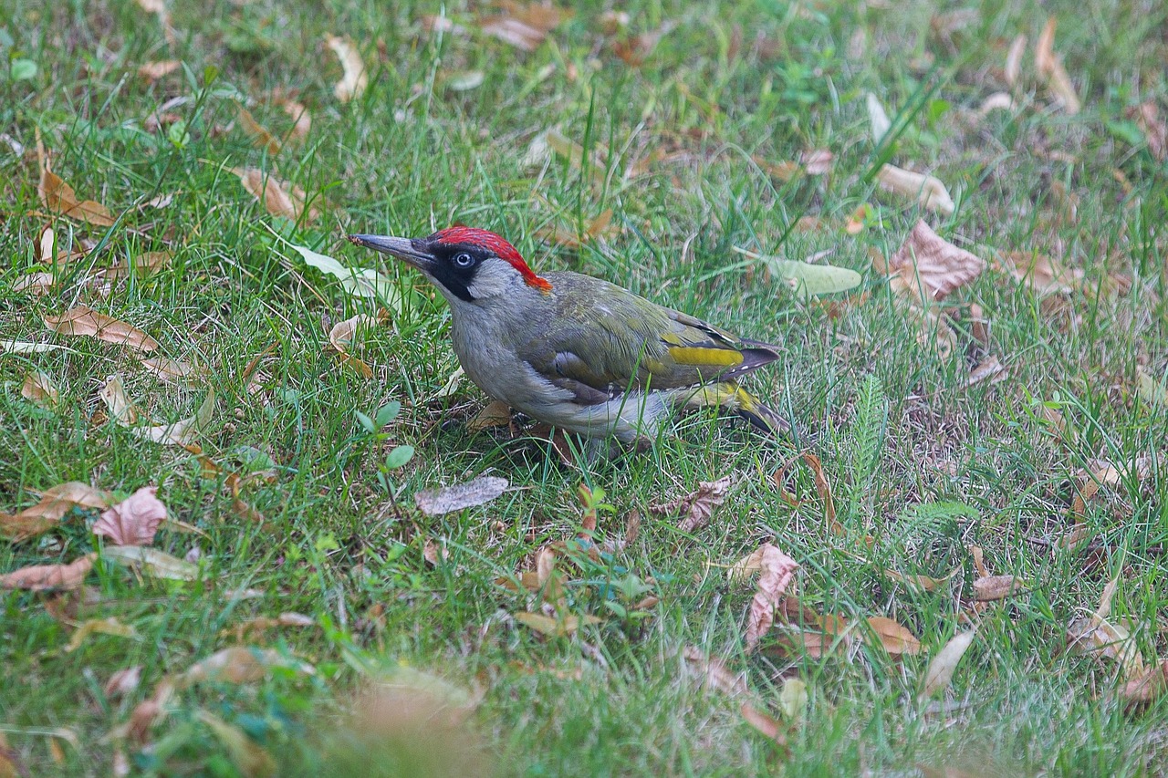 Pic Vert Picus Viridis Pivert - Photo gratuite sur Pixabay - Pixabay