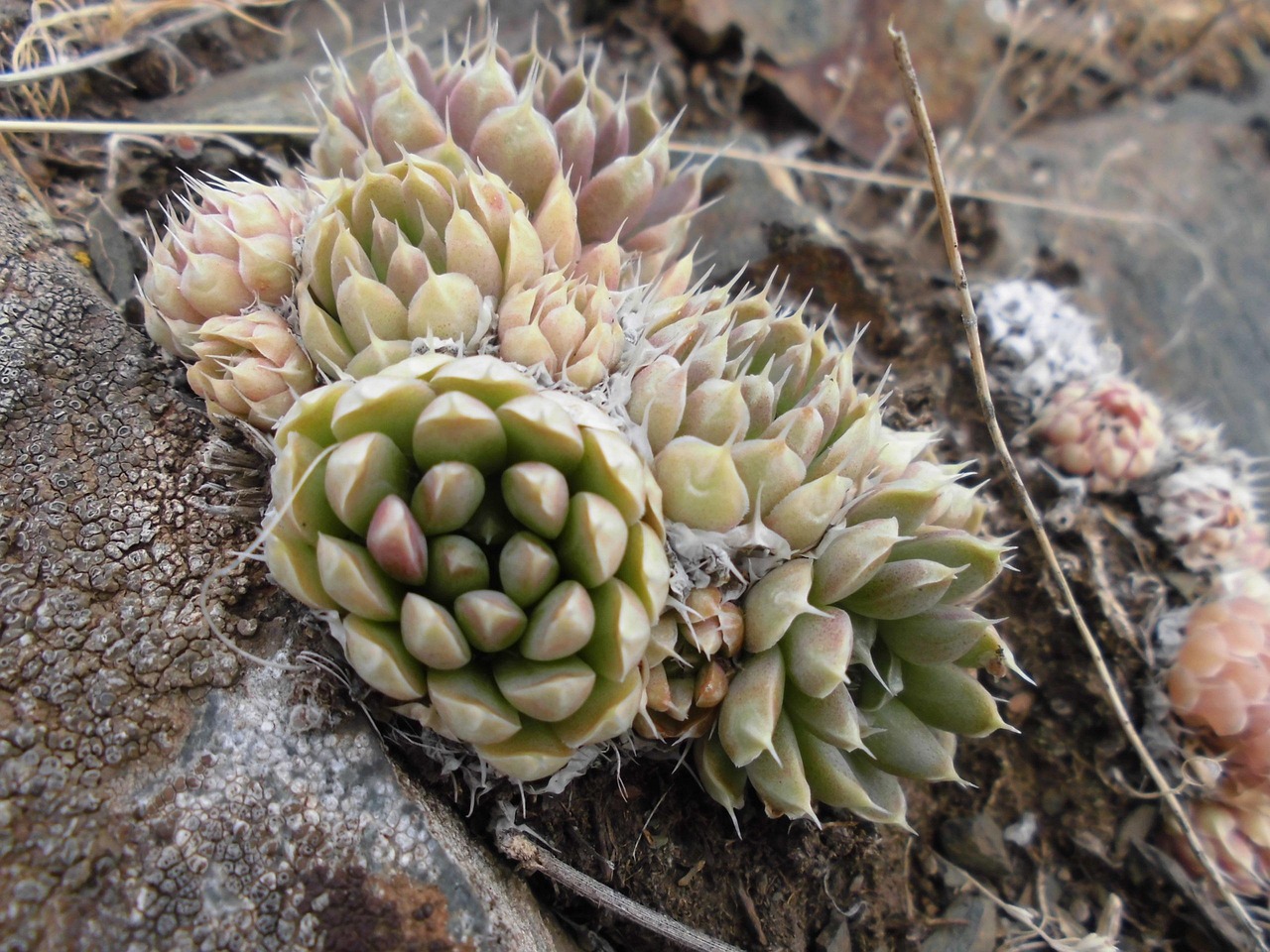 Suculentas Repollo De Liebre - Foto gratis en Pixabay - Pixabay
