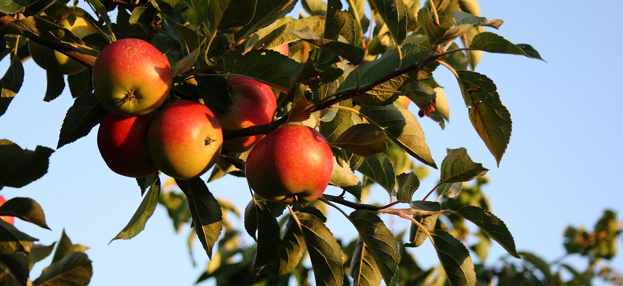 Apple Nature Summer - Free photo on Pixabay - Pixabay