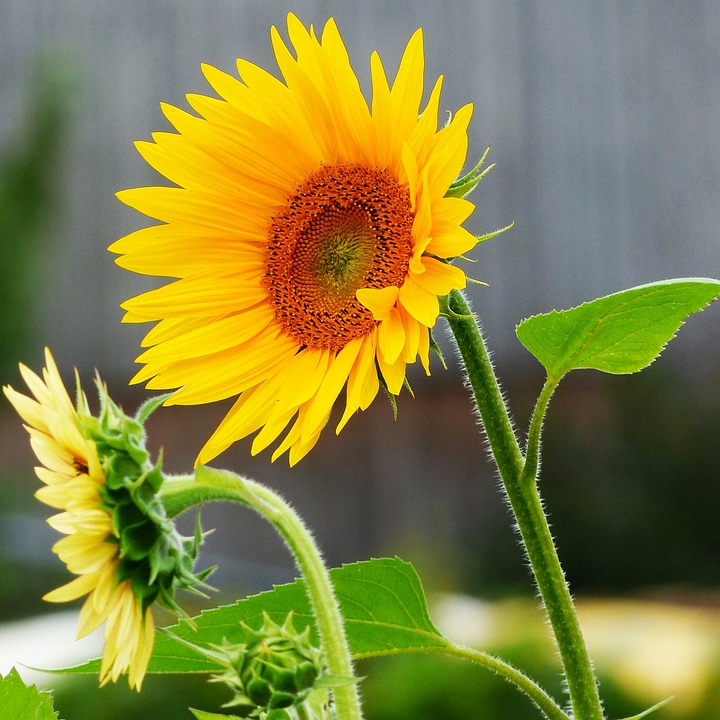 Girasol Flor Prado De Flores El - Foto gratis en Pixabay - Pixabay