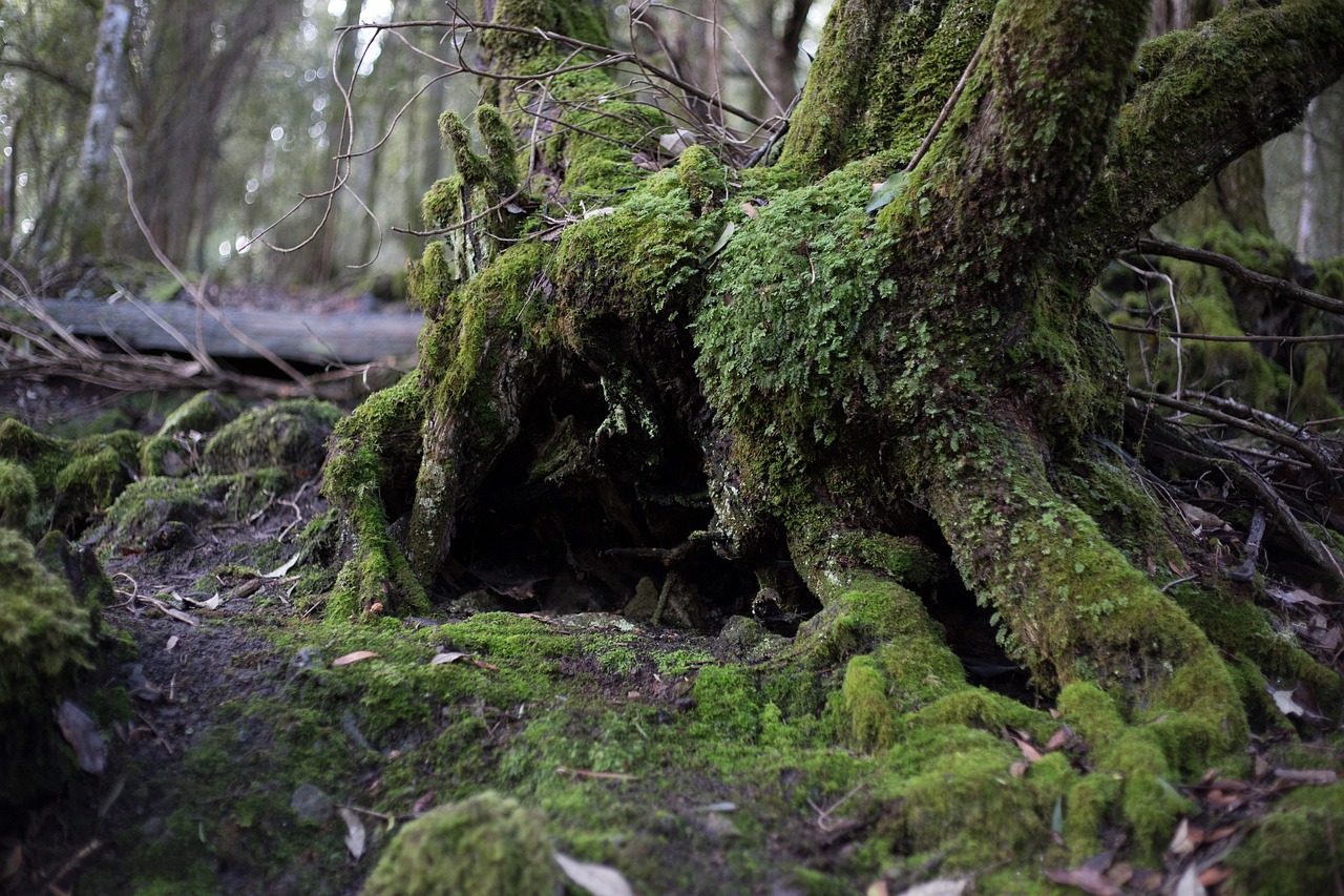 Baum Wald Moos · Kostenloses Foto auf Pixabay