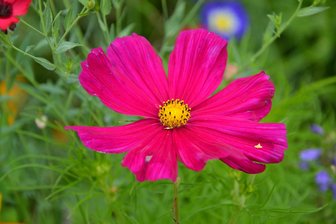 Diversidad De Colores Flor Hermosa - Foto gratis en Pixabay - Pixabay