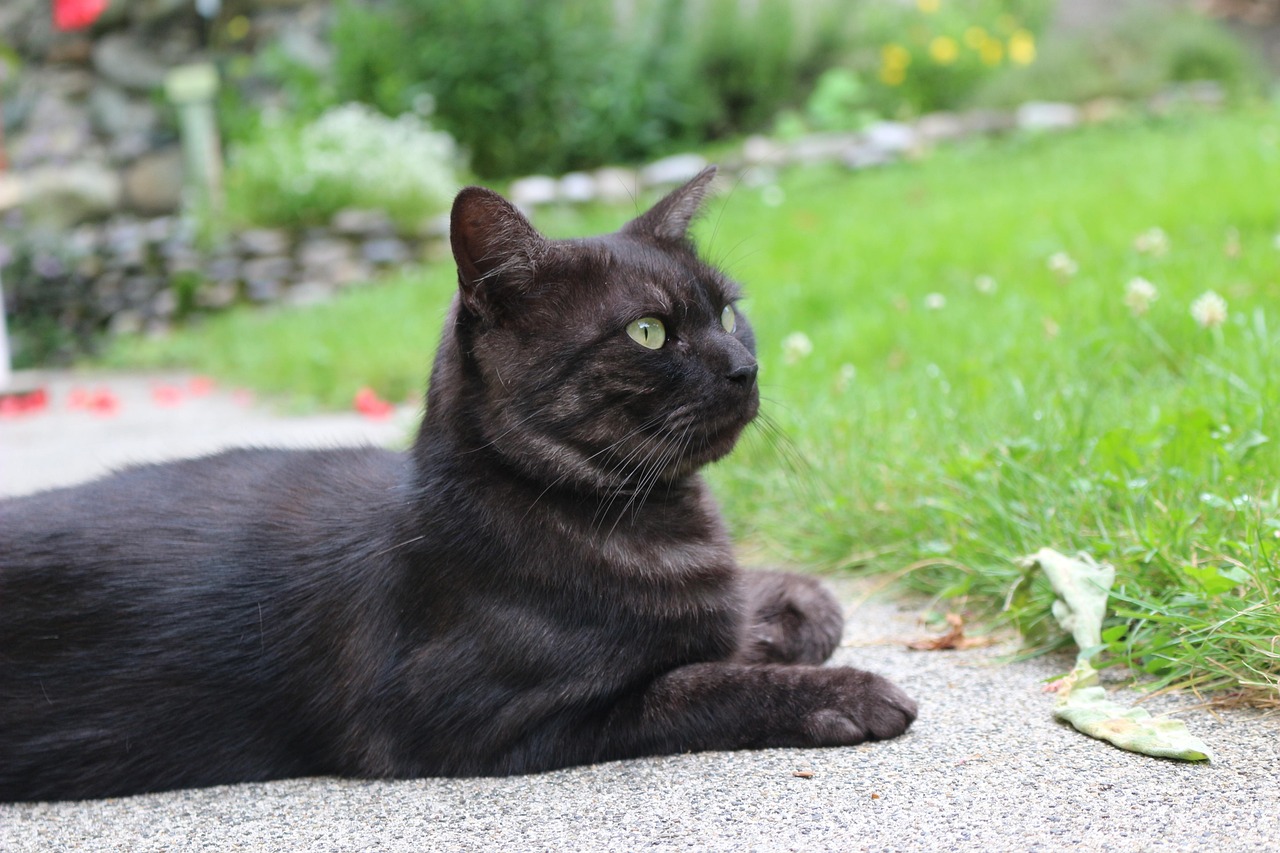 Domestic Animal Feline Cat Lying - Free photo on Pixabay - Pixabay