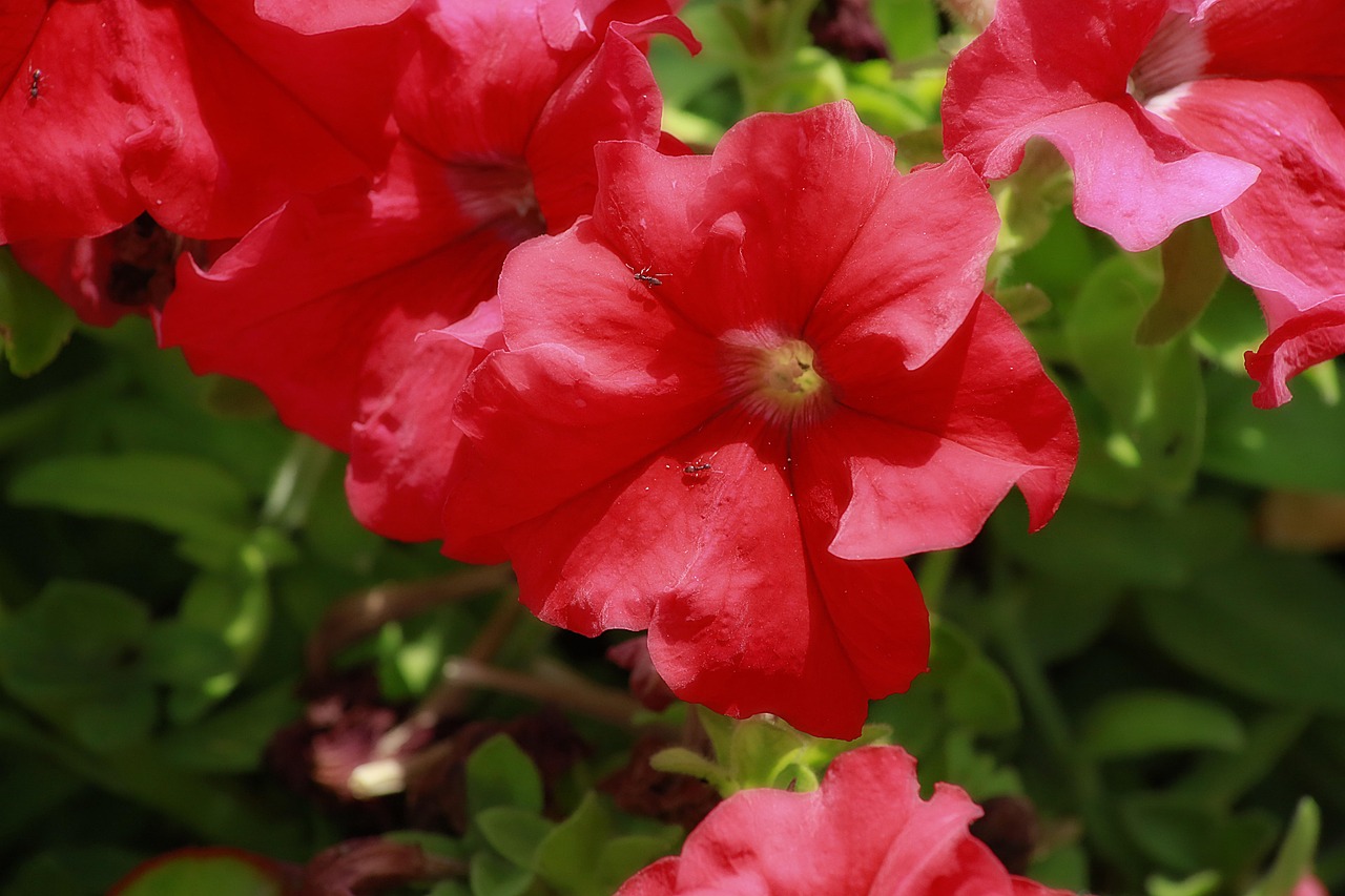 Fleur Rouge Pétunia - Photo gratuite sur Pixabay