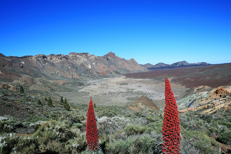Tajinaste Rojo Teide Tenerife - Free photo on Pixabay
