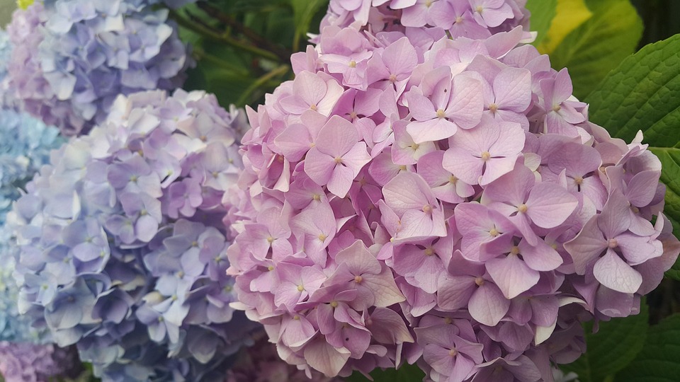 Hydrangea Petal Flower - Free photo on Pixabay - Pixabay