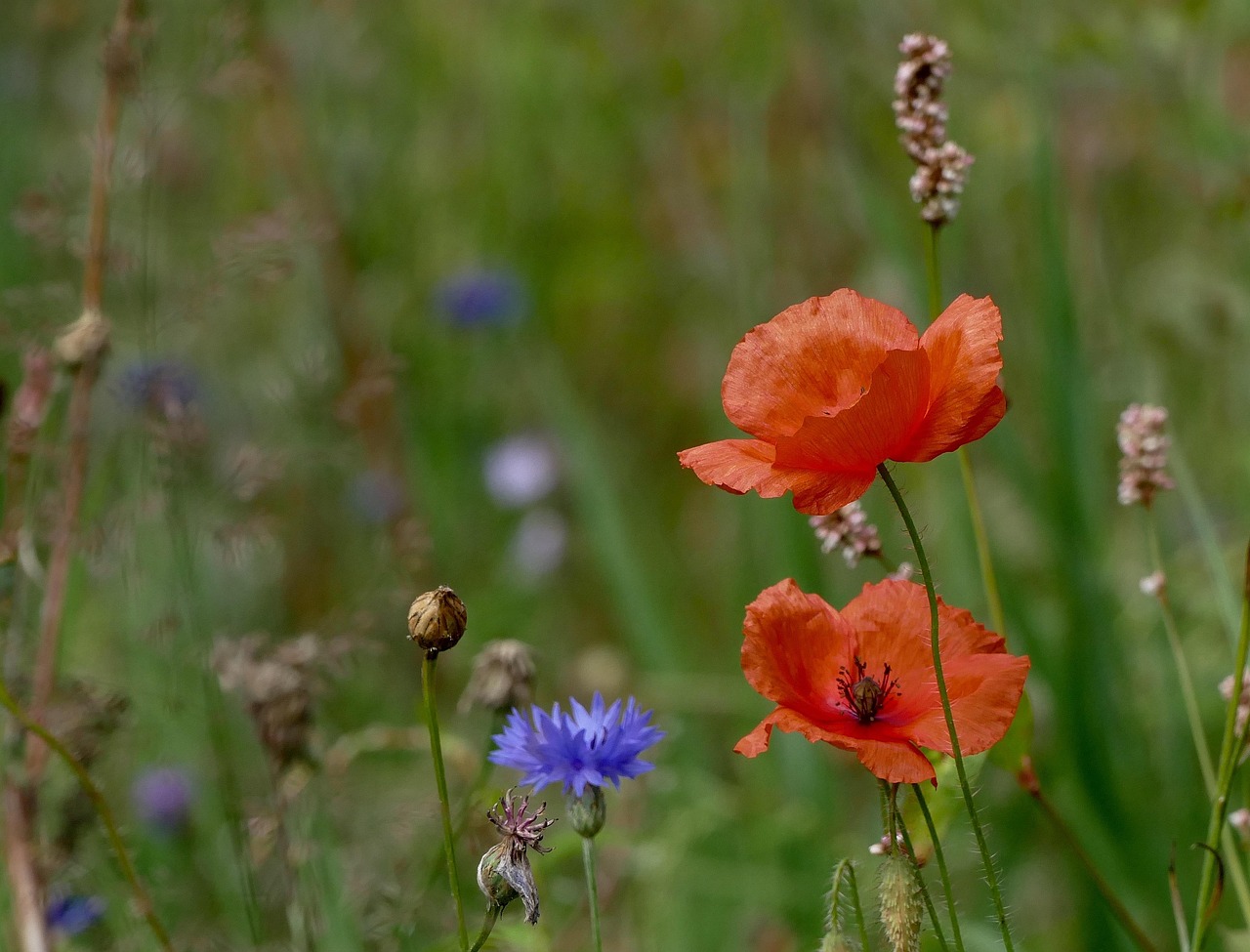 Meer dan 400 gratis afbeeldingen van Veldbloemen en Natuur - Pixabay