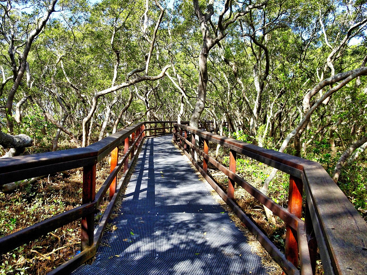 Walkway Trail Wooden - Free photo on Pixabay - Pixabay