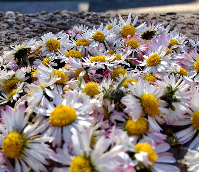 Bunga Aster Alam Padang - Foto gratis di Pixabay - Pixabay
