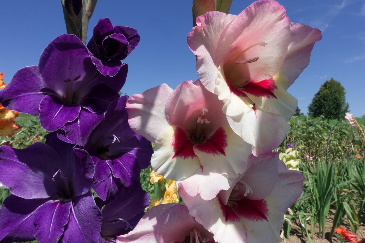 Gladiolus Sword Flower Lily - Free photo on Pixabay - Pixabay