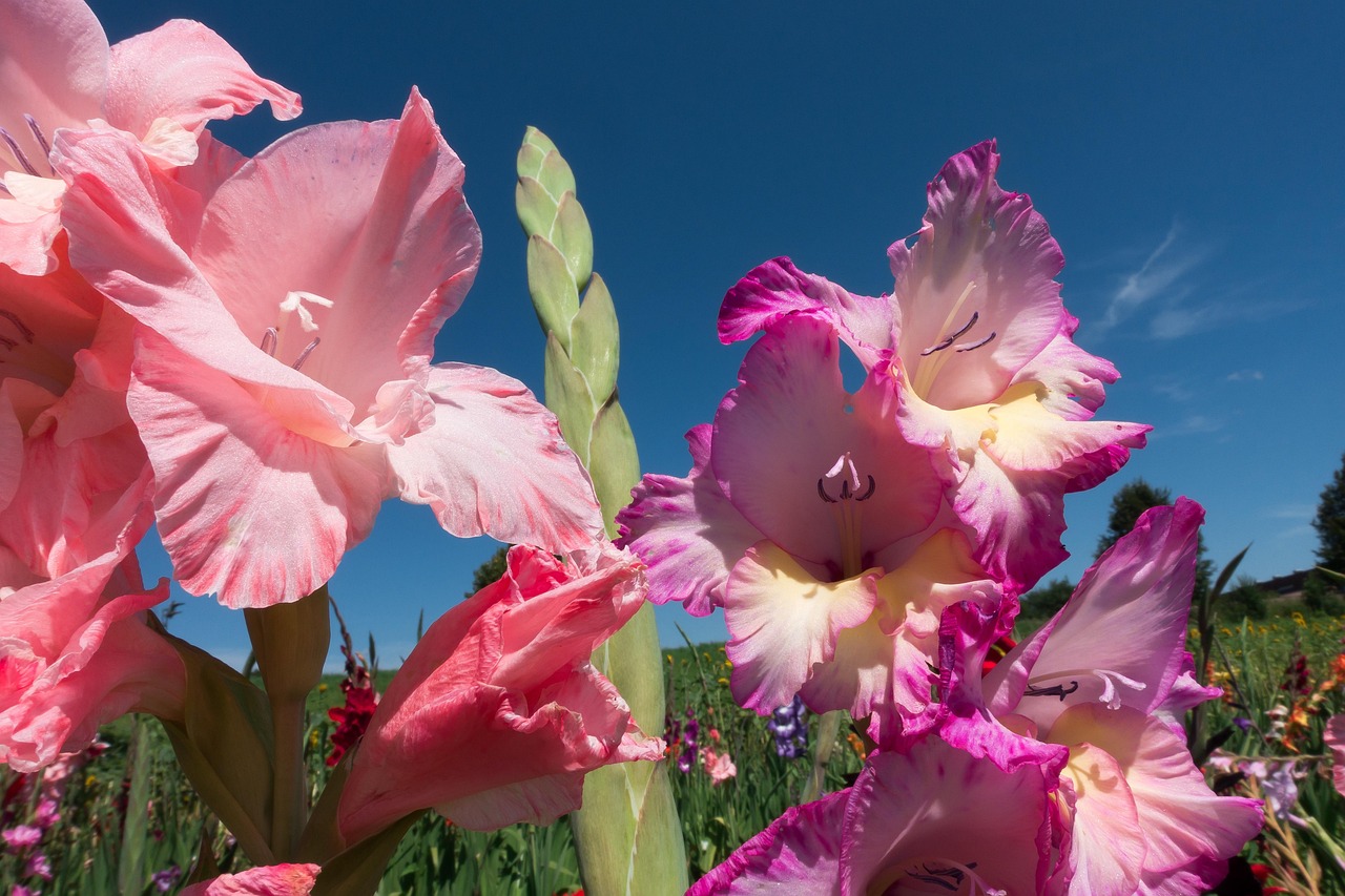 Gladiolus Sword Flower Lily - Free photo on Pixabay - Pixabay