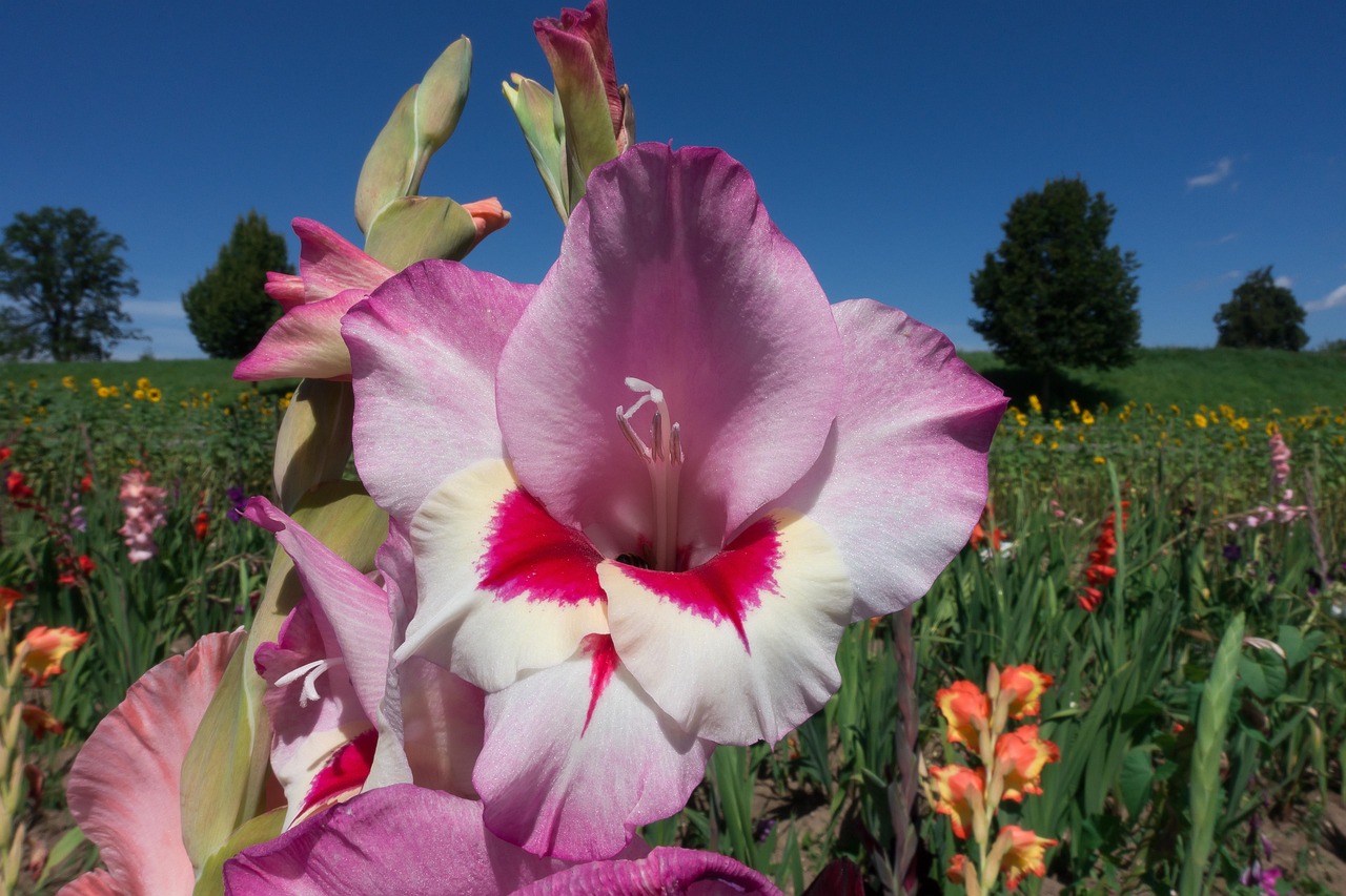 Gladiolus Sword Flower - Free photo on Pixabay