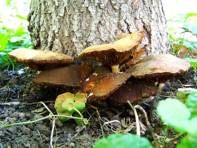 Mushroom Brown Group - Free photo on Pixabay