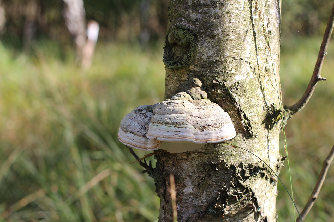 Tree Mushroom - Free photo on Pixabay