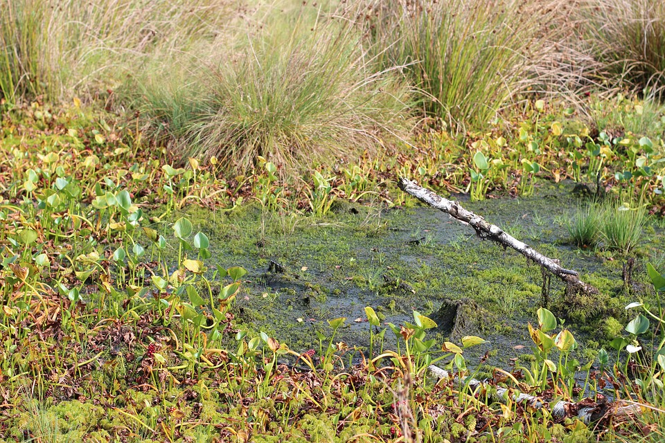 Marshland Swamp Moor - Free photo on Pixabay - Pixabay