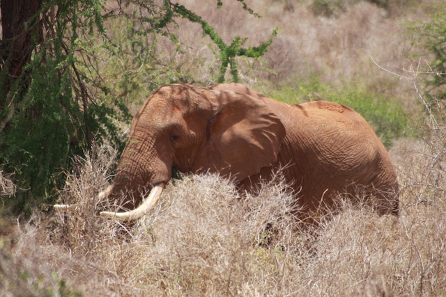 Elephant Bull Acacia - Free photo on Pixabay
