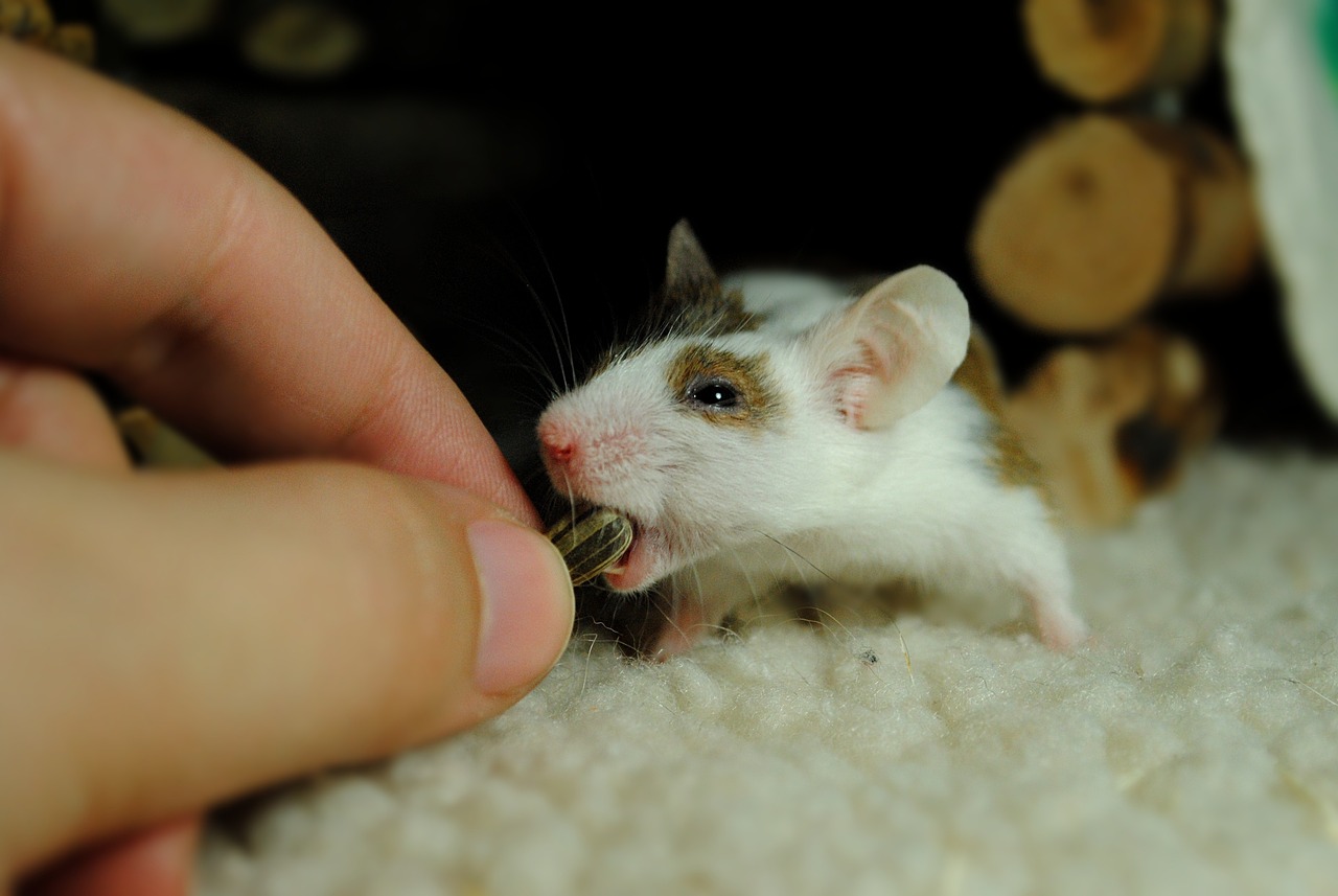 Animaux Rongeur Souris - Photo gratuite sur Pixabay - Pixabay