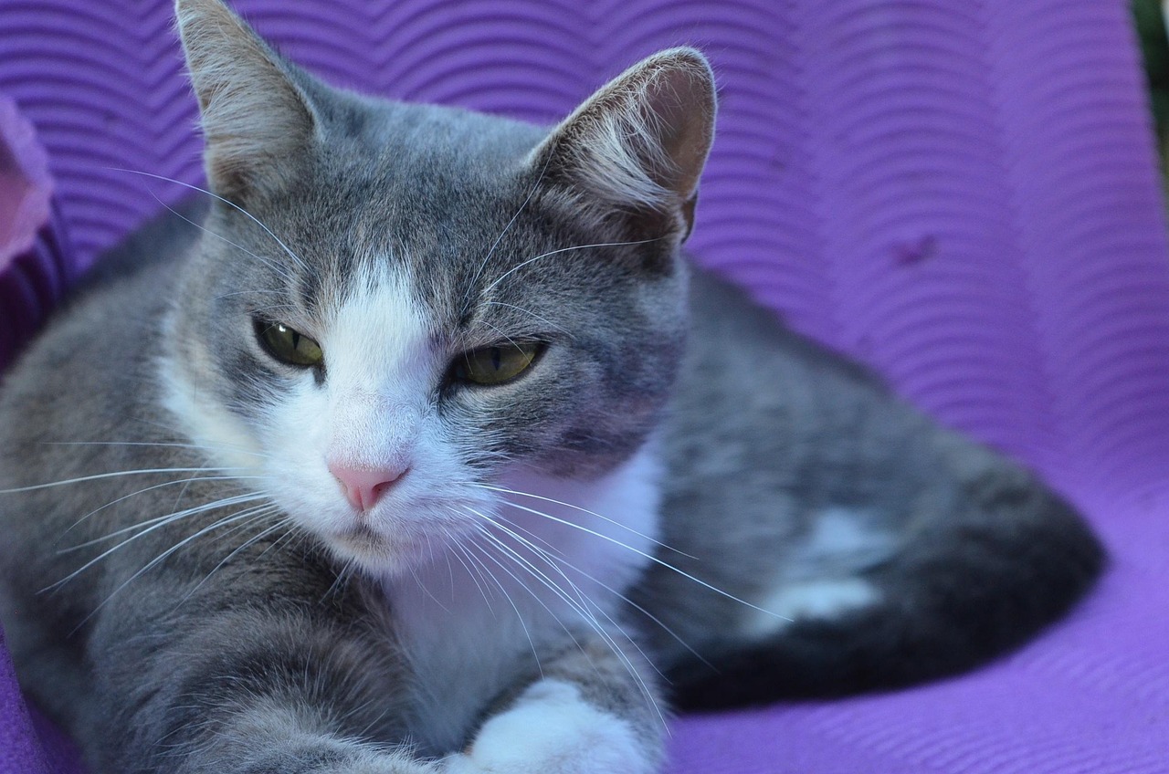 Cat Rest - Free photo on Pixabay