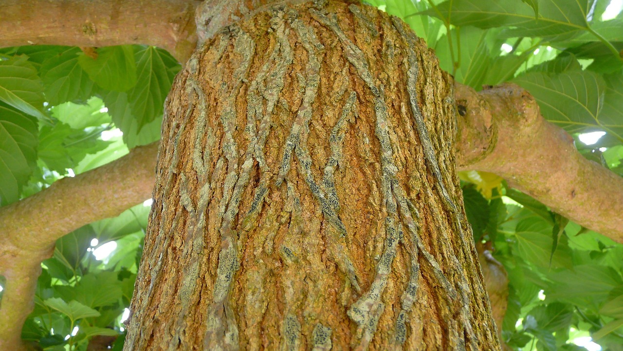 Plane Tree Nature Brown - Free photo on Pixabay - Pixabay