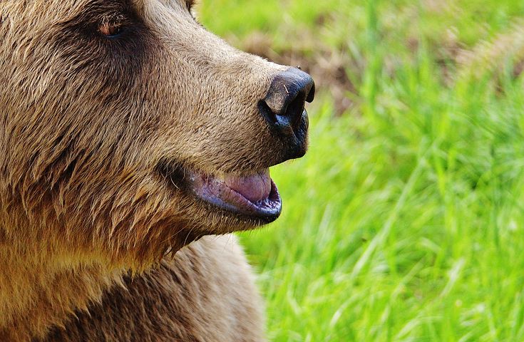 100+ Free Bear Head & Bear Images