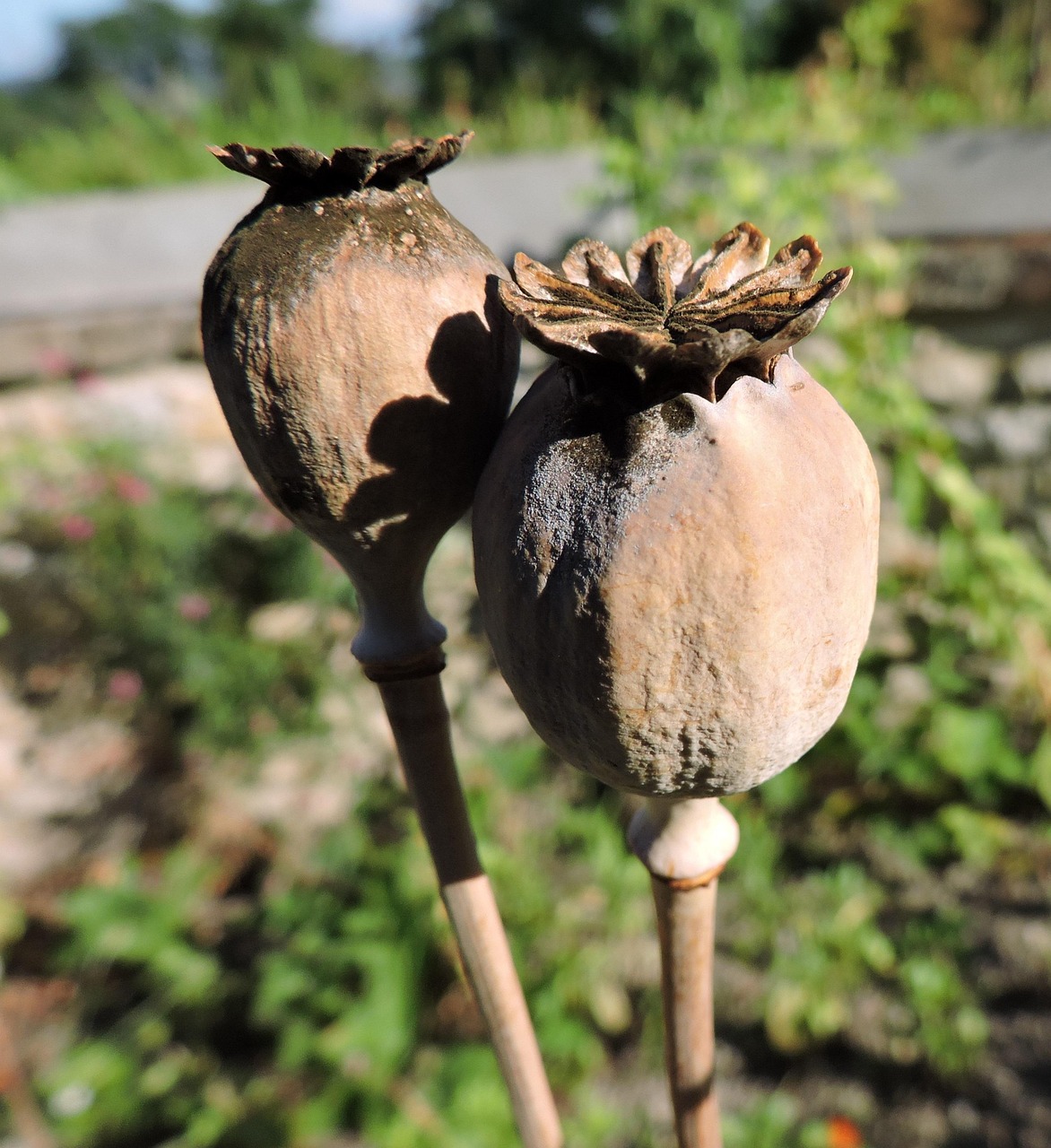 Poppy Capsules Dry - Free photo on Pixabay - Pixabay