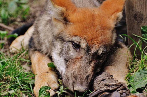 70+ Free Wolf Cub & Cub Photos - Pixabay