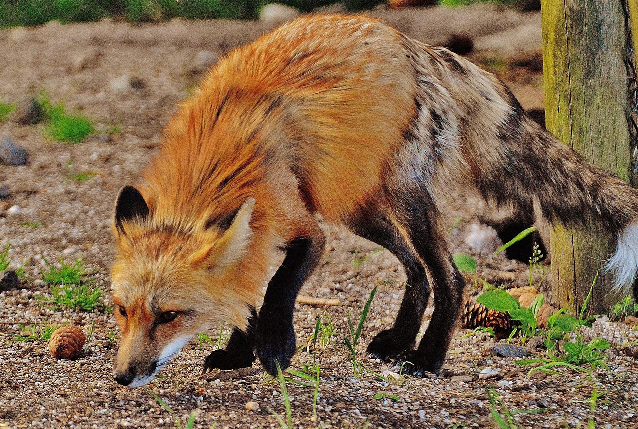 Fox Wild Animal Predator - Free photo on Pixabay