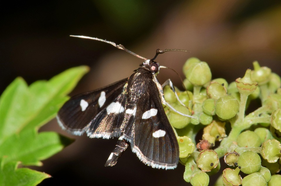 Moth Grape Leaf Roller Insect - Free photo on Pixabay - Pixabay