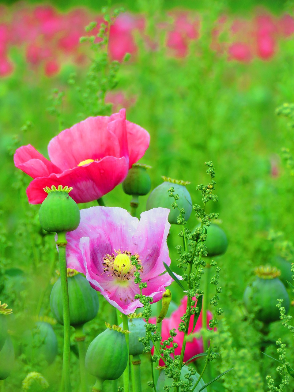 Poppy Blossom Bloom - Free photo on Pixabay