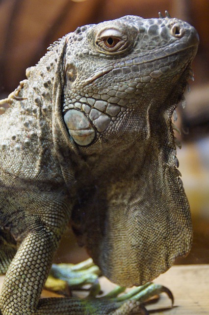 Iguana Dragon Close Up Animal - Free photo on Pixabay - Pixabay
