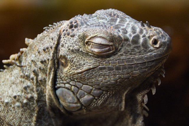 Iguana Dragão Fechar-Se Retrato De - Foto gratuita no Pixabay - Pixabay