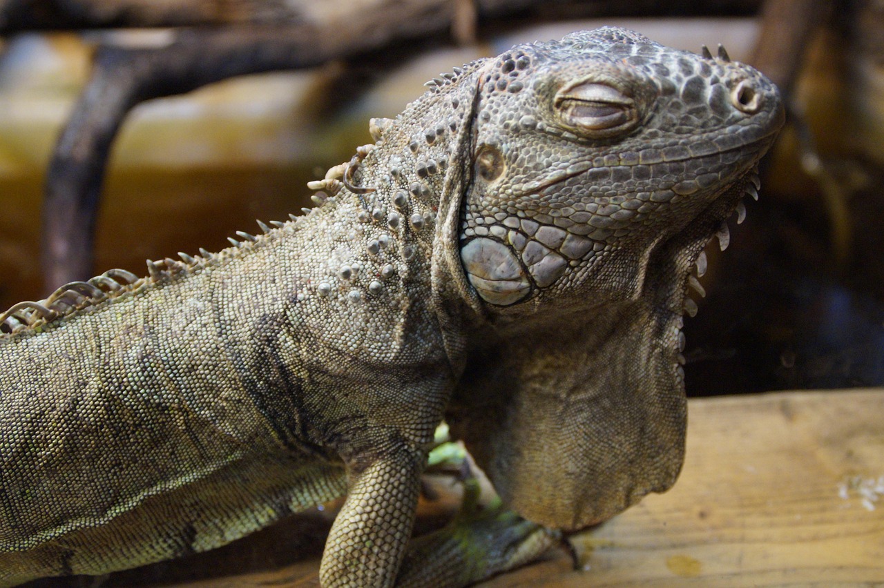 Iguana Dragon Close Up Animal - Free photo on Pixabay - Pixabay